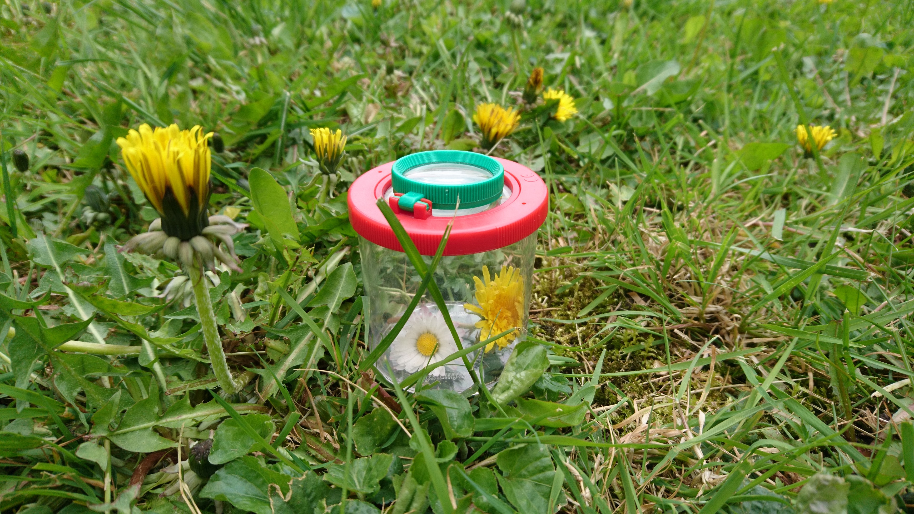 Natur erforschen im Kindergarten